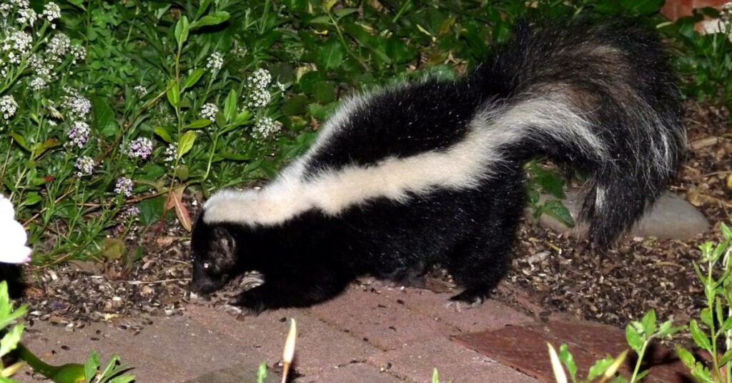 Can You Eat Skunk (Know How to Clean and Cook) – Cooking Detective