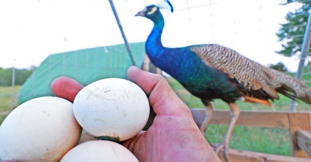 Can You Eat Peacock Eggs? (Know How to Cook) – Cooking Detective